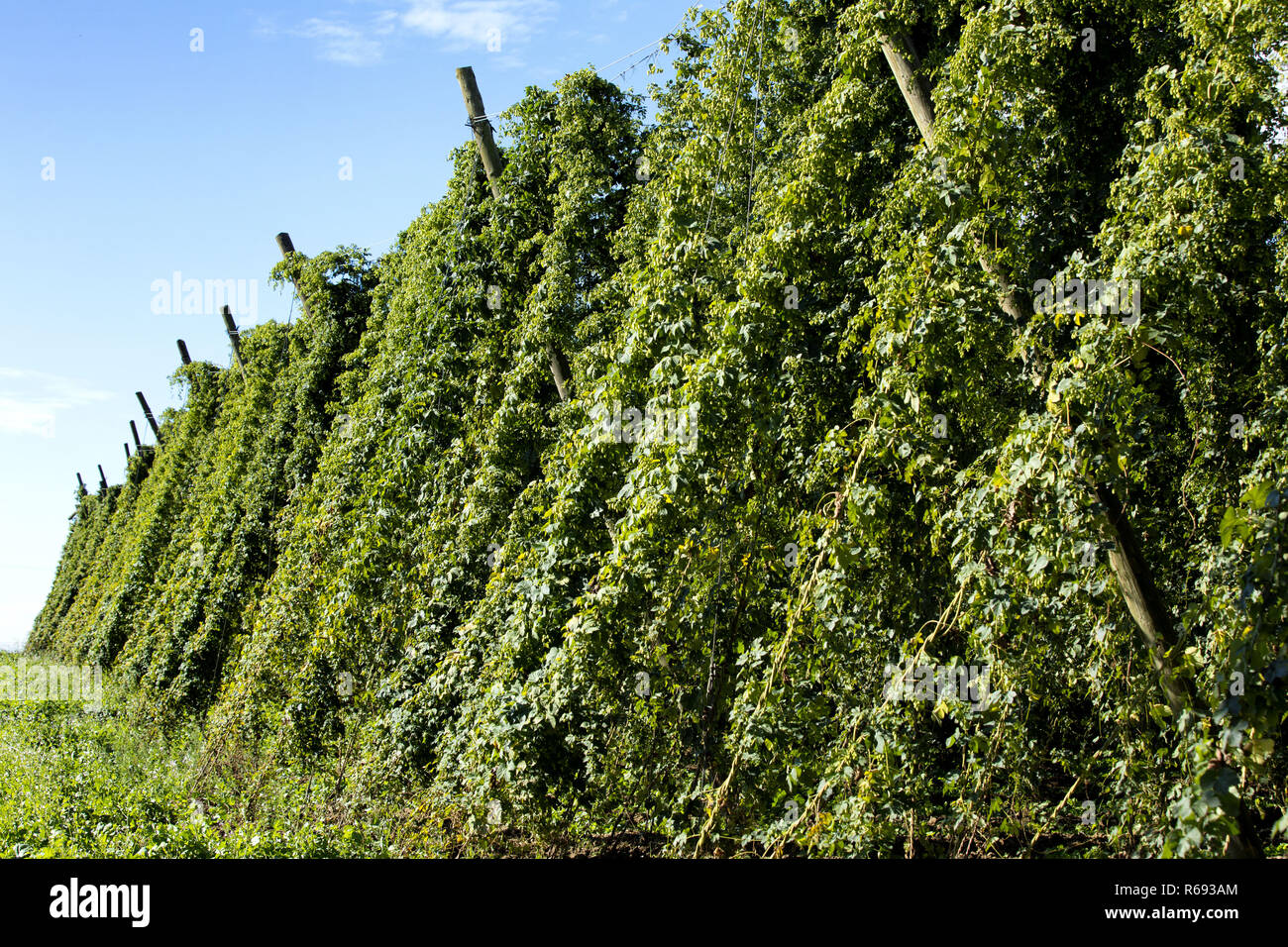 Hops umbels hi-res stock photography and images - Alamy