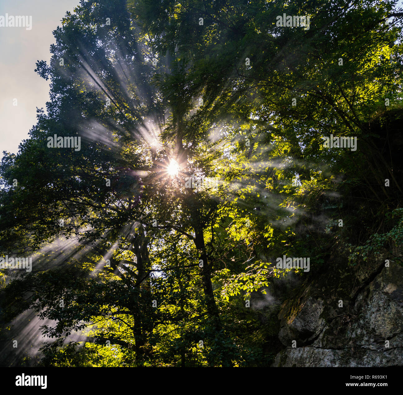 Light beam forrest hi-res stock photography and images - Alamy