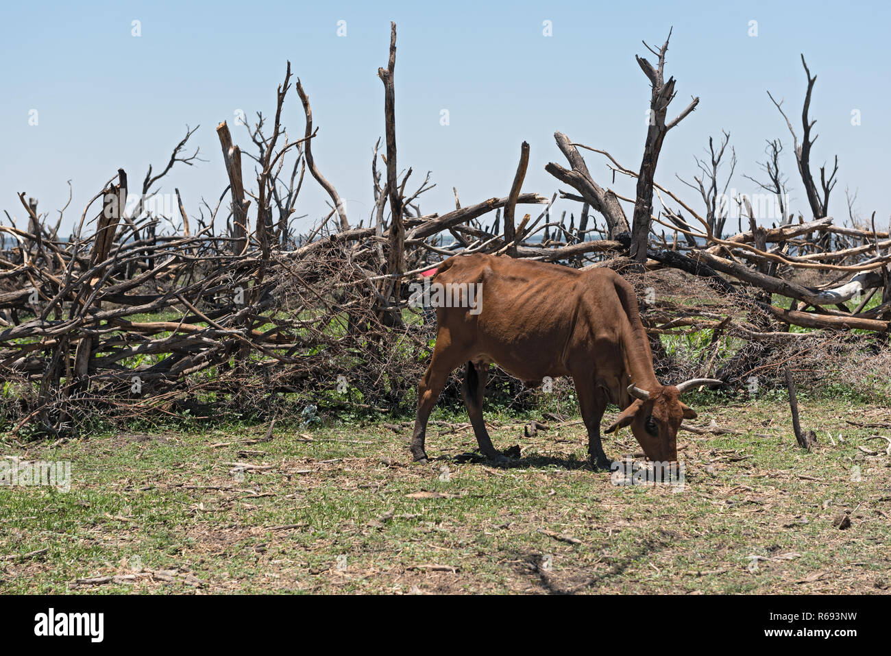 Cows at lake ngami hi-res stock photography and images - Alamy