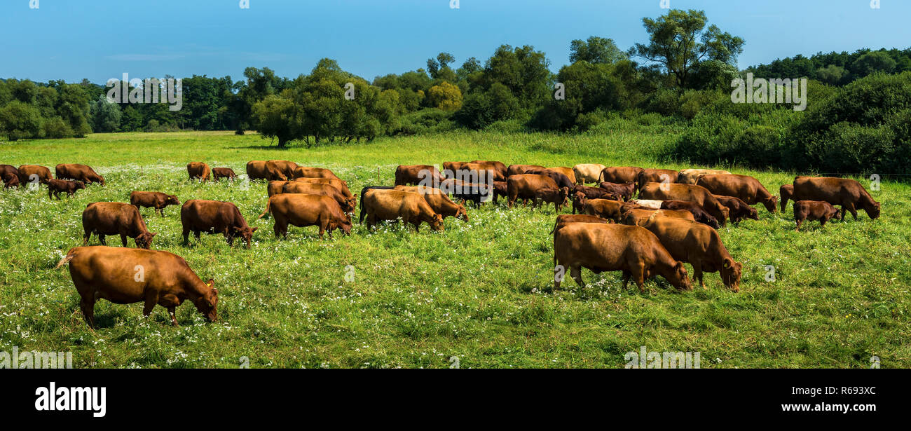Cattle On The Pasture Stock Photo - Alamy