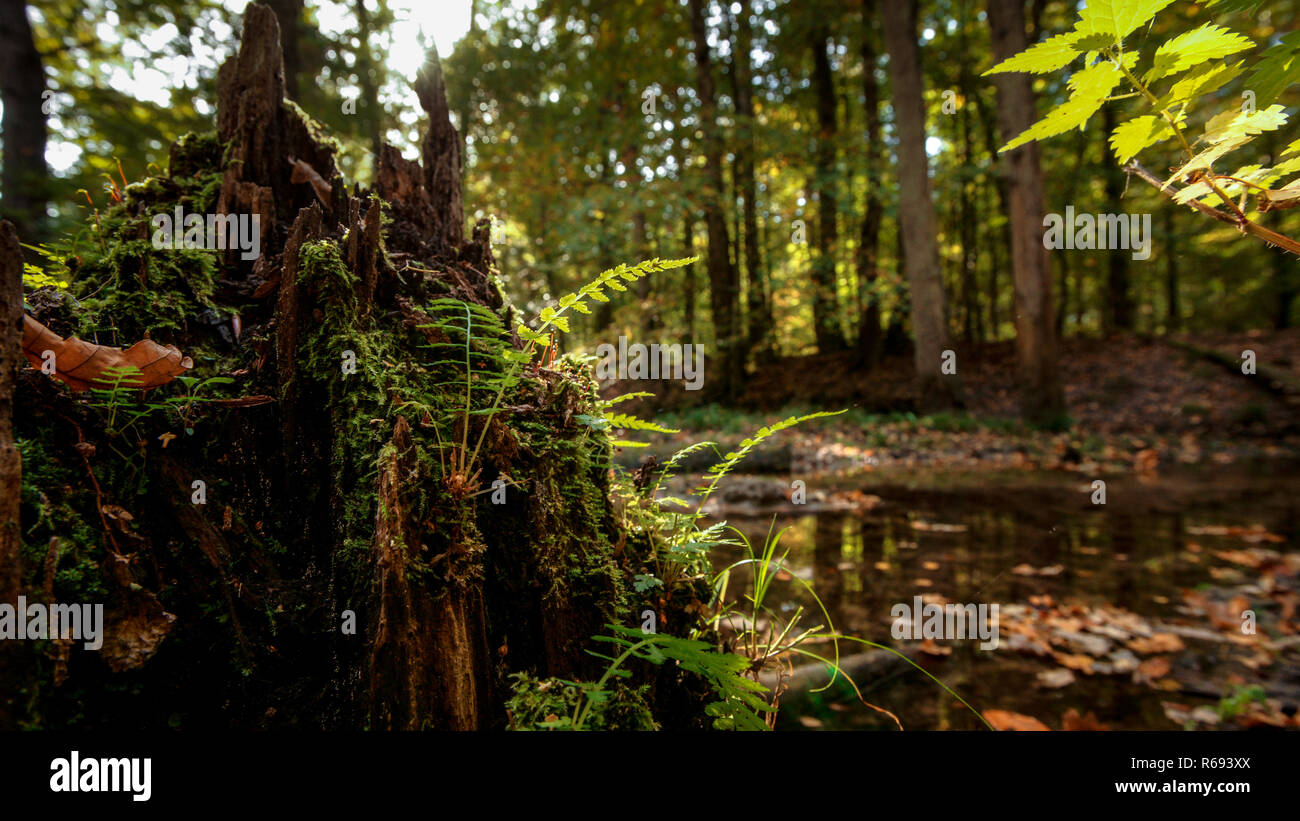 Tree stump with dead fern plants in the forest hi-res stock photography ...