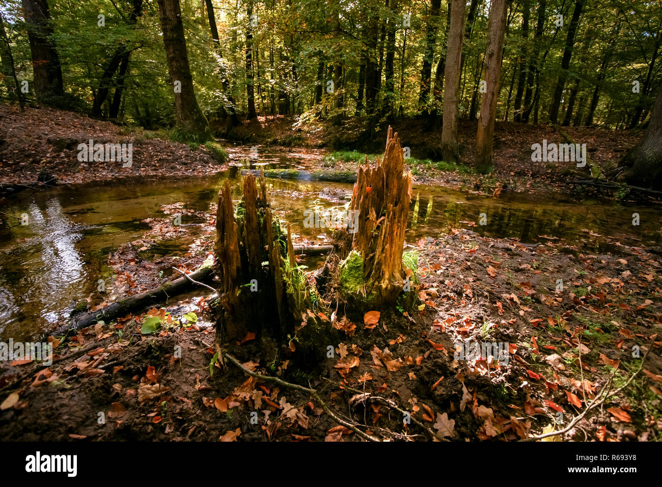 Dead tree trunks with ferns and young green leaves in an autumn scene ...