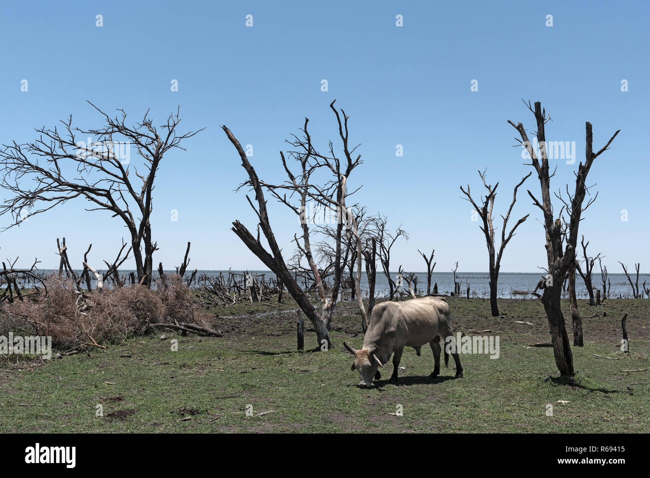 Cattle on a pasture on the shore of Lake Ngami south of the Okawango ...