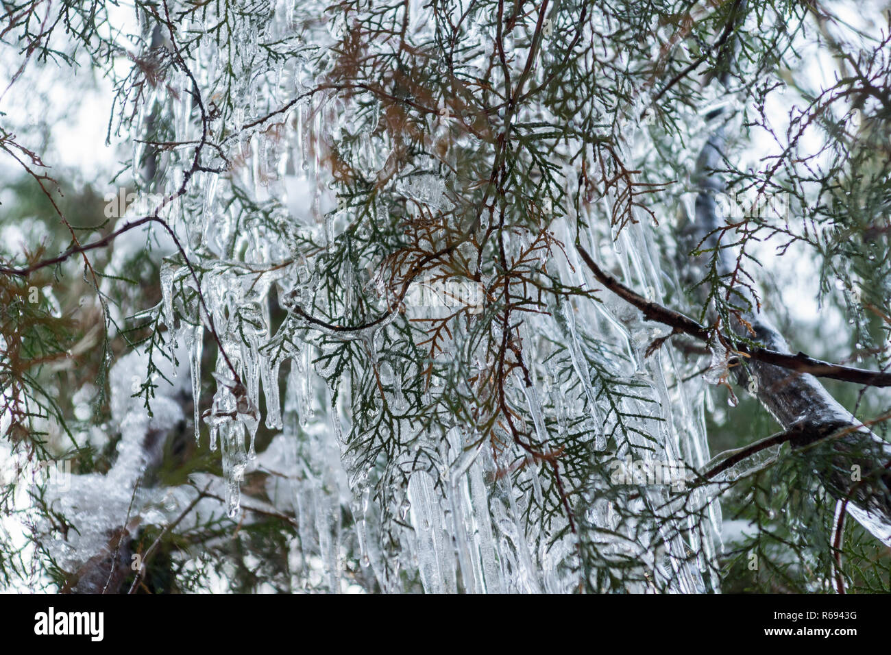 Ice frozen branches of tree in winter Stock Photo - Alamy