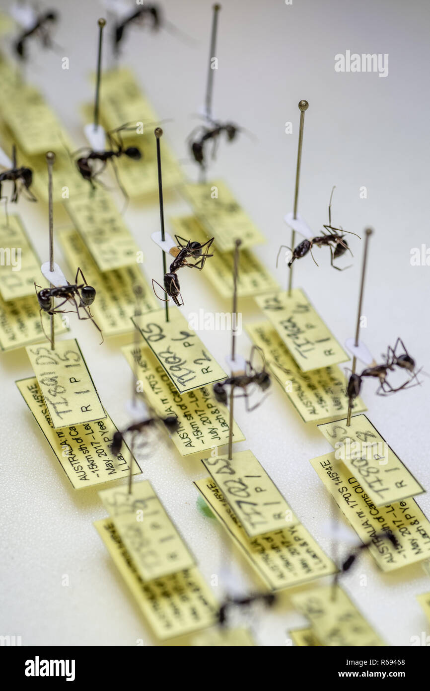 Pinned and pointed ants with labels from a large insect entomology ...