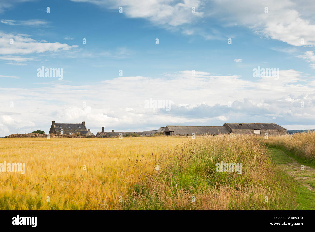 Farm Buildings behind a field of barley above Findlater Castle on the ...