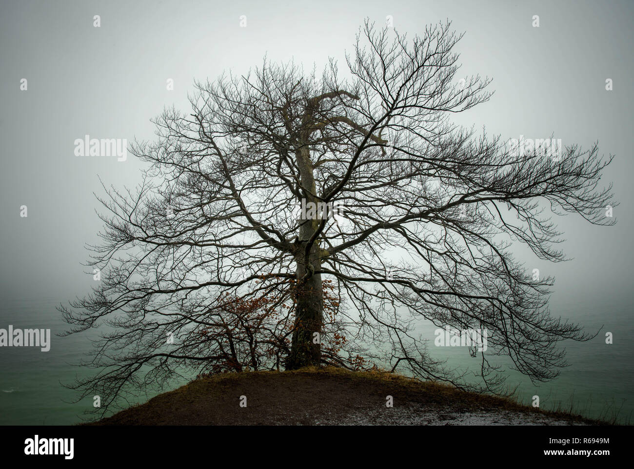 Only A Tree Stock Photo - Alamy