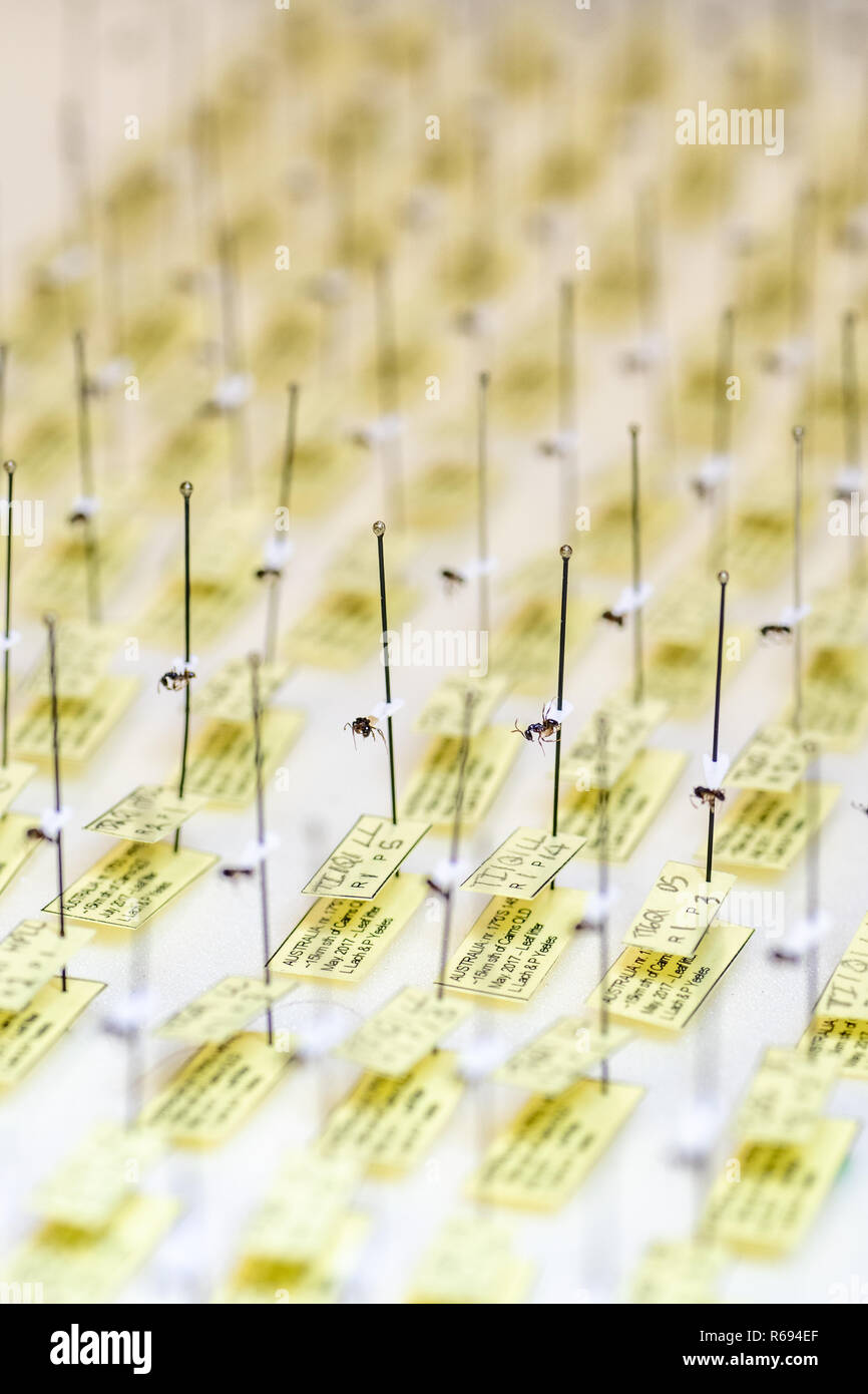 Insect pin label hi-res stock photography and images - Alamy