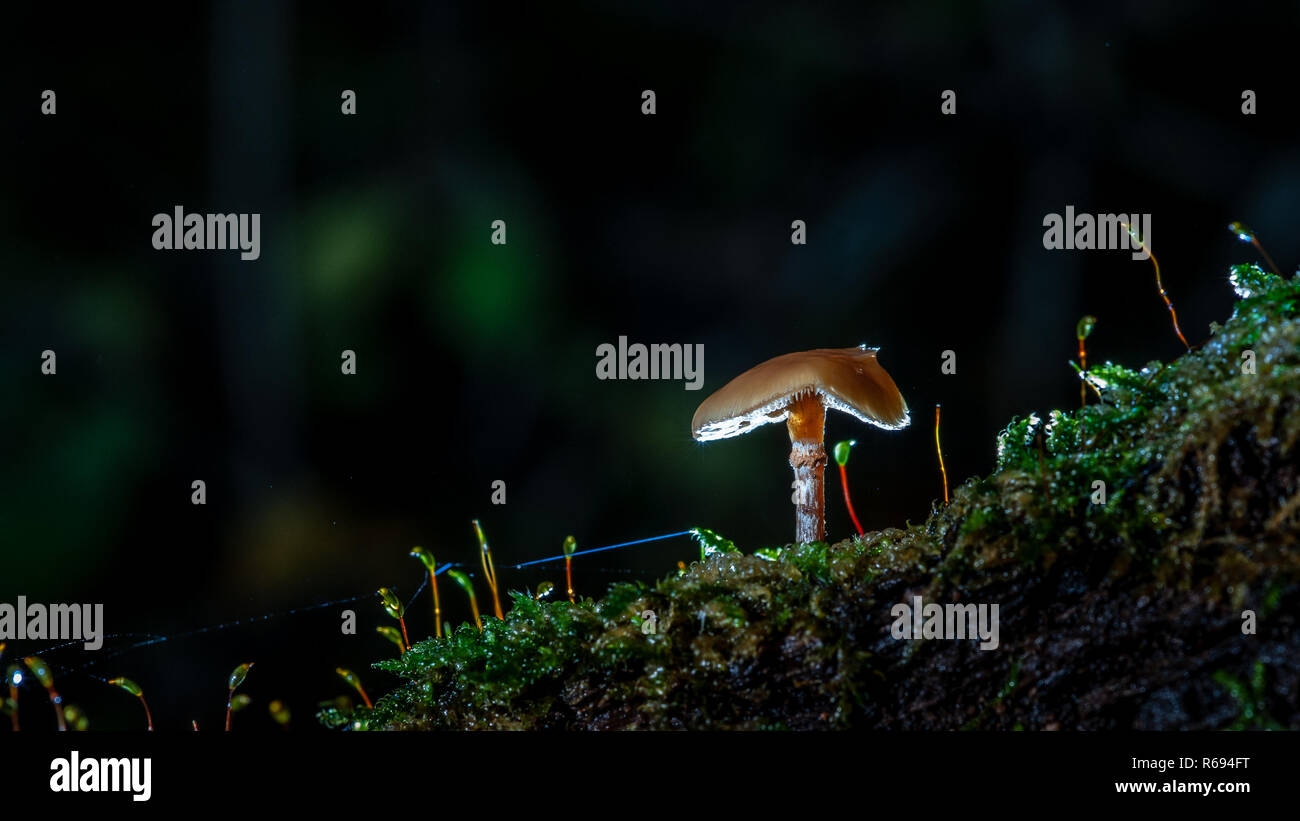 Studio lit mushroom with spider web and glowing mystical details Stock ...