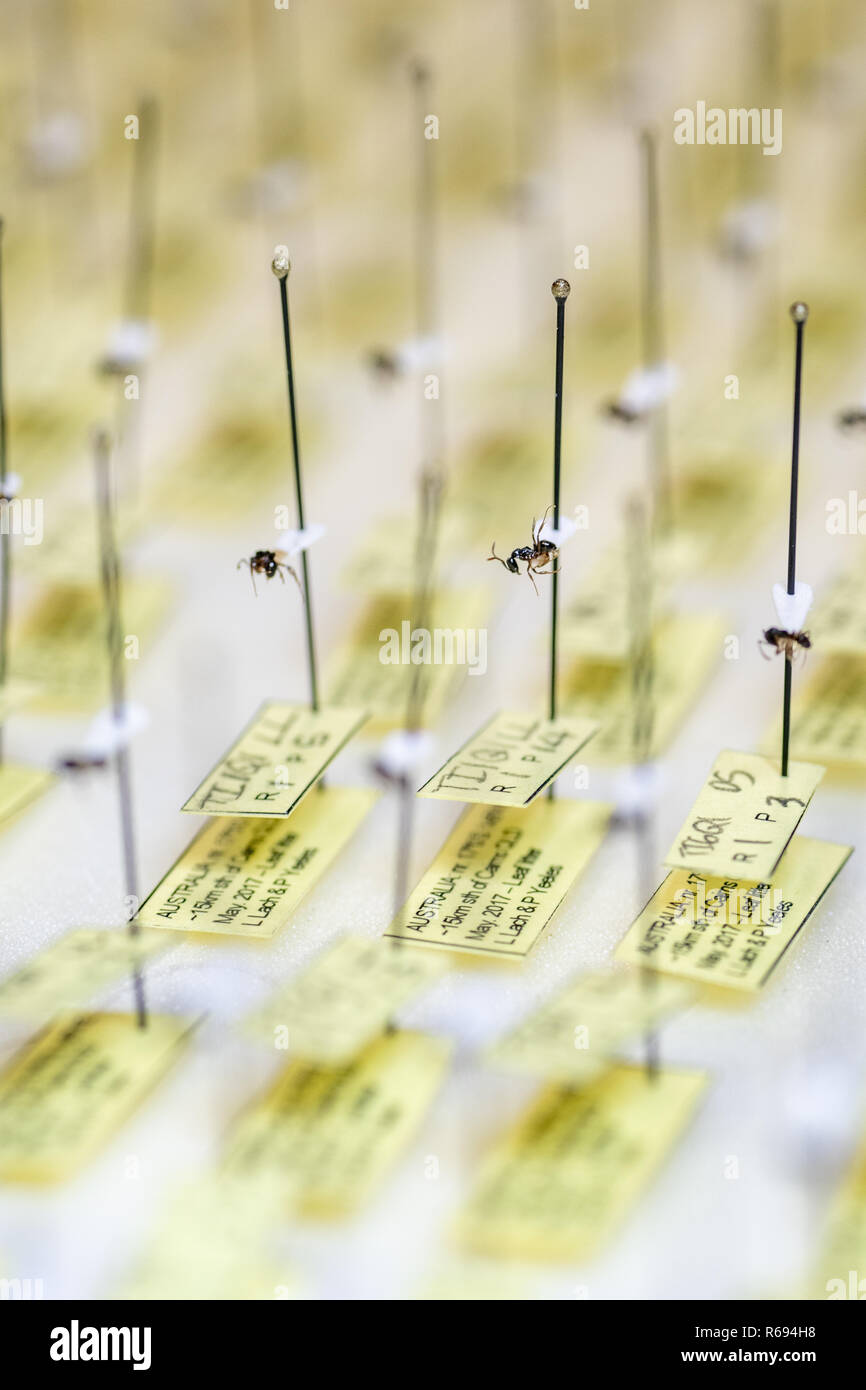 Insect label museum hi-res stock photography and images - Alamy