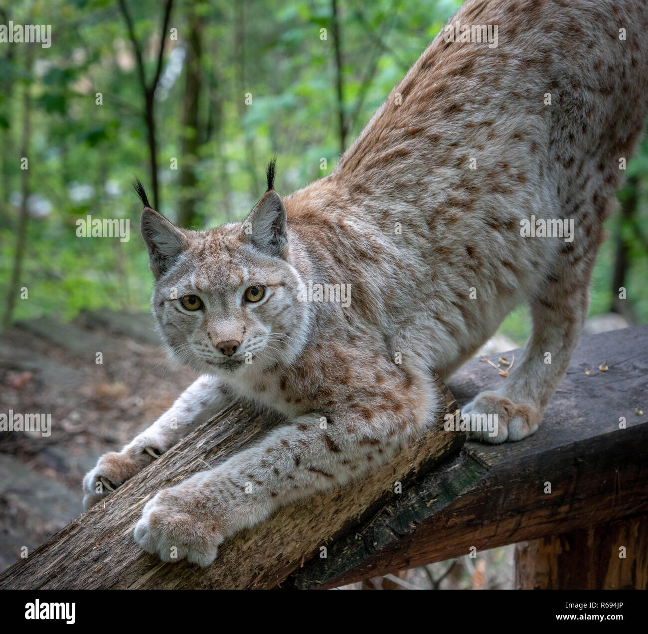 Lynx tooth hi-res stock photography and images - Alamy