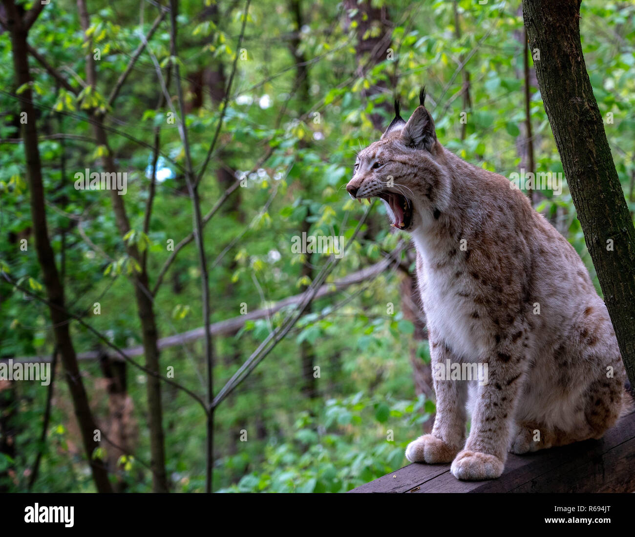 Lynx tooth hi-res stock photography and images - Alamy