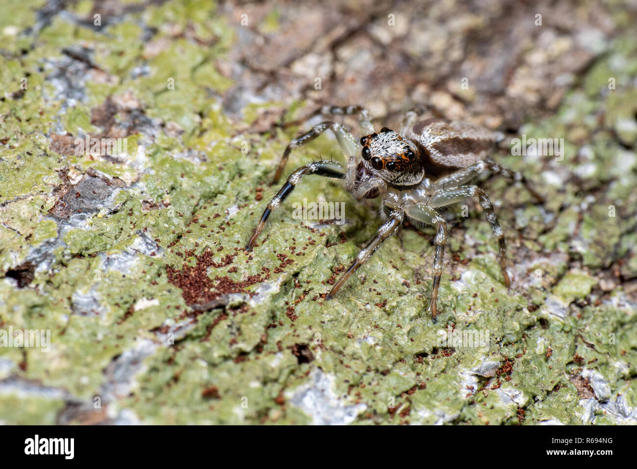 Jumping spider (Salticidae) hunting on tree bark in tropical rainforest ...