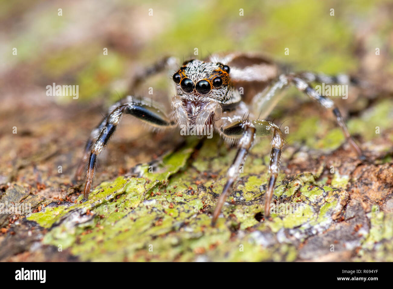Jumping spider (Salticidae) hunting on tree bark in tropical rainforest ...