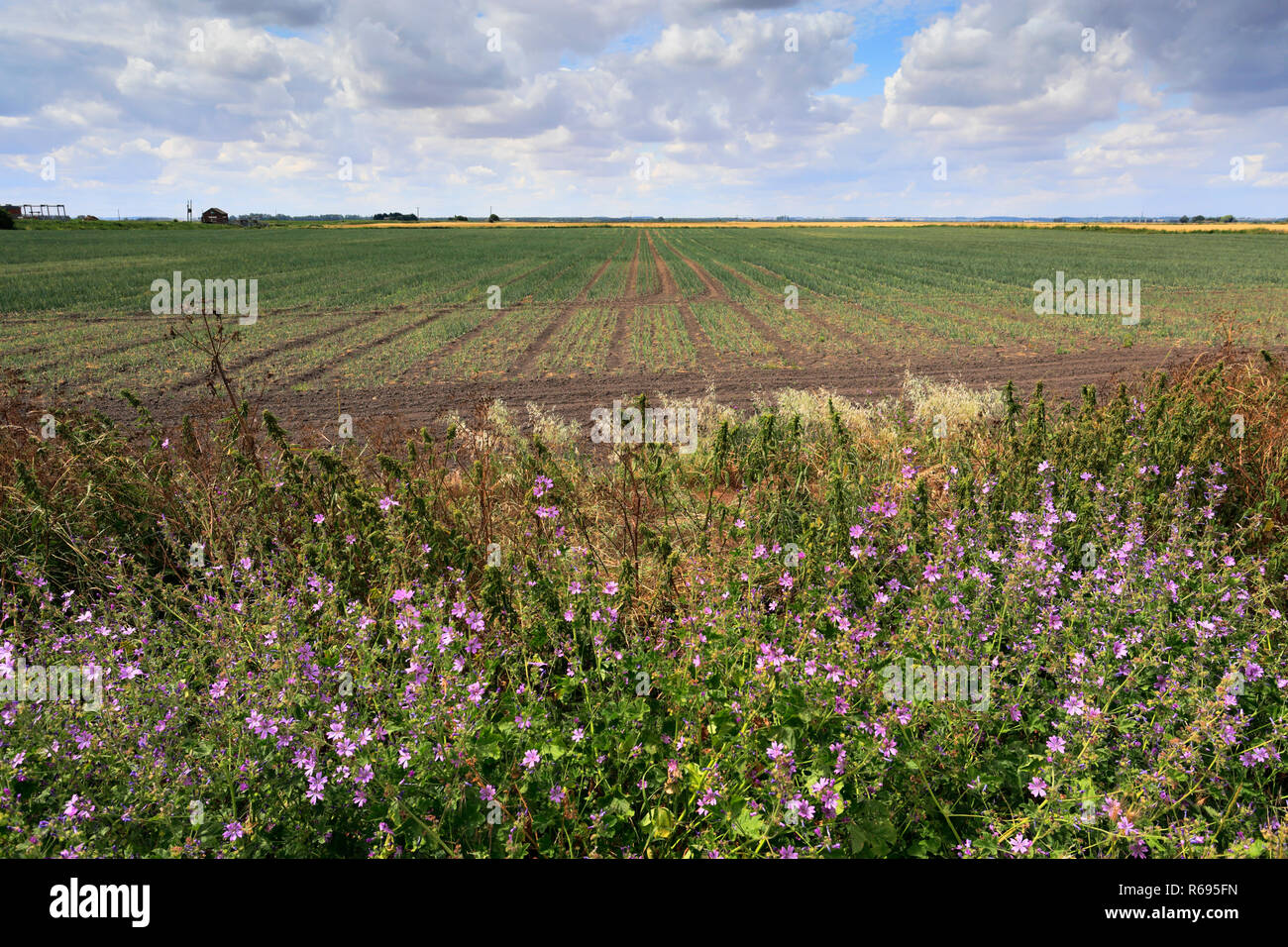 Crops in a Fenland field, Farcet Fen, Cambridgeshire; England; UK Stock ...