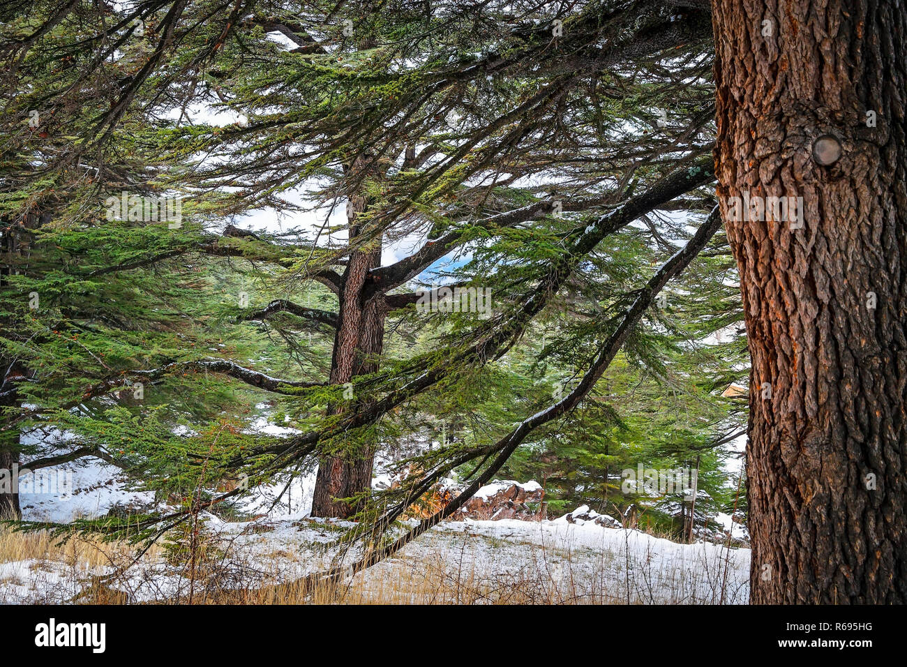 Cedars of god nature reserve hi-res stock photography and images - Alamy