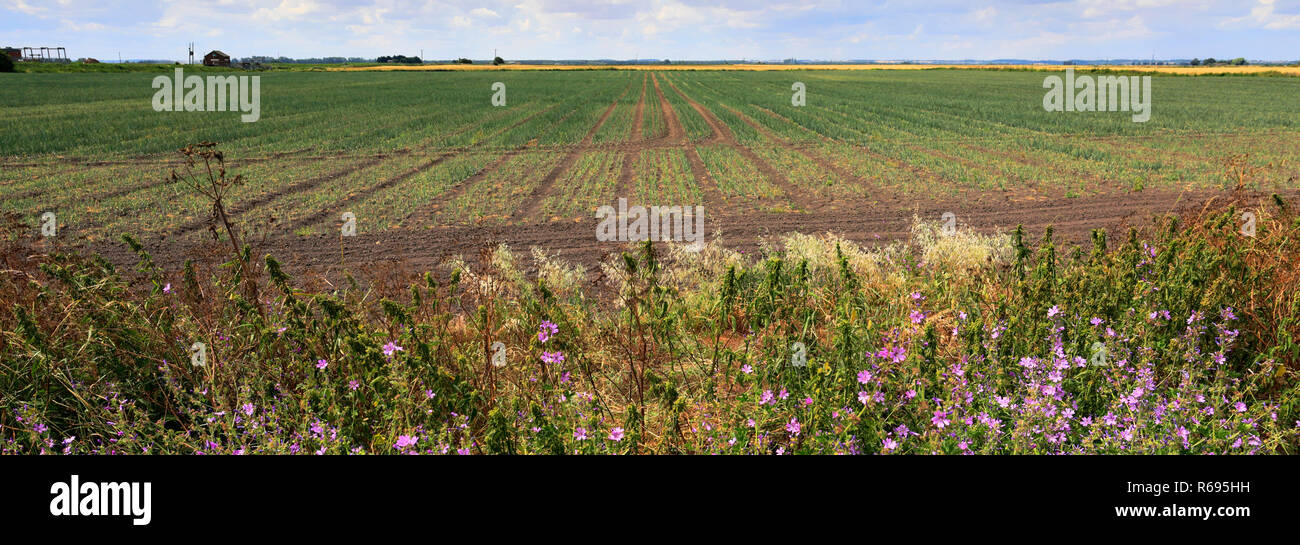 Crops in a Fenland field, Farcet Fen, Cambridgeshire; England; UK Stock ...