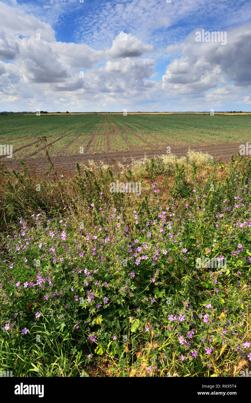 Crops in a Fenland field, Farcet Fen, Cambridgeshire; England; UK Stock ...