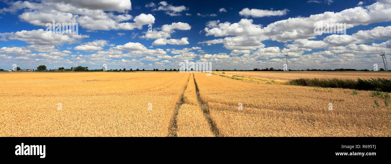 Crops in a Fenland field, Farcet Fen, Cambridgeshire; England; UK Stock ...