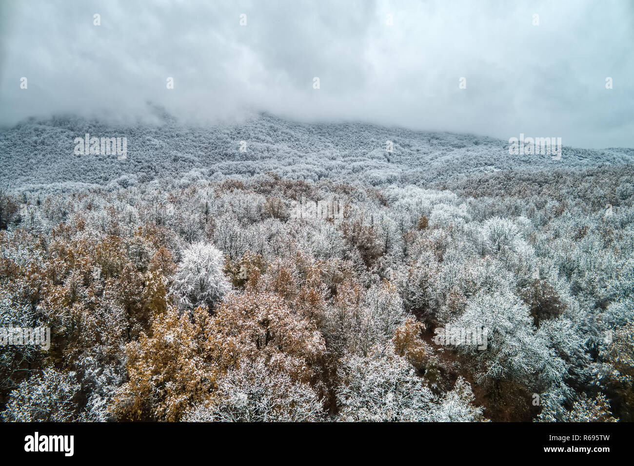 Aerial view of snowy forest in the area of Vermio in northern Greece ...