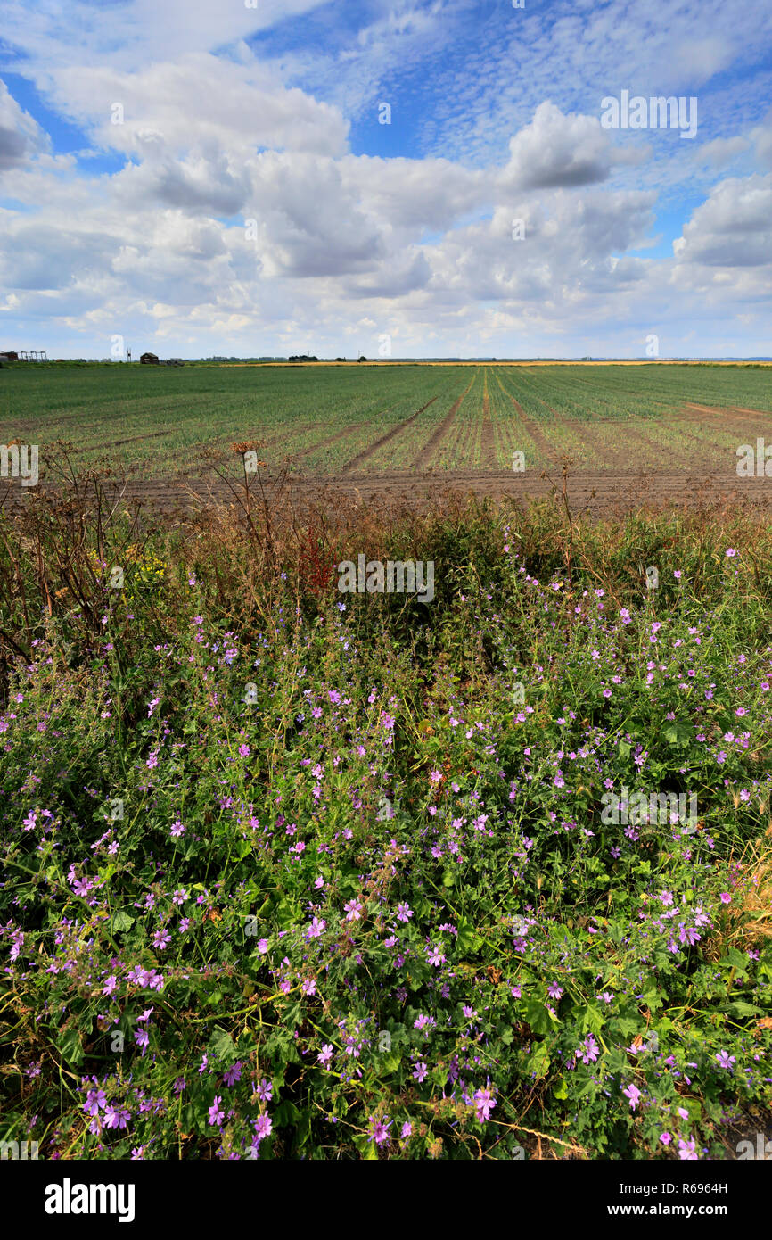 Crops in a Fenland field, Farcet Fen, Cambridgeshire; England; UK Stock ...
