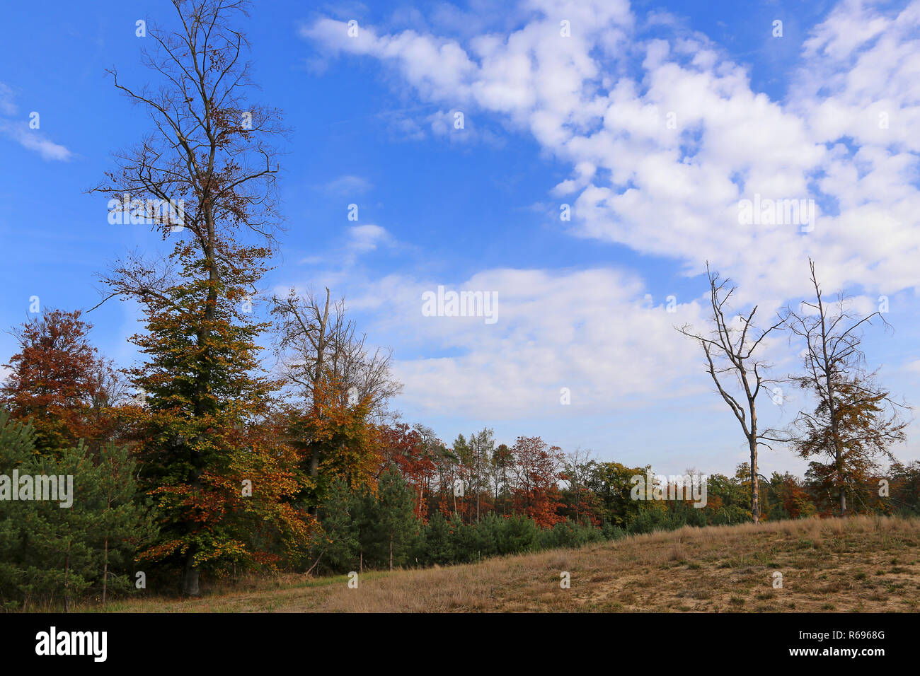Red sandy beech hi-res stock photography and images - Alamy