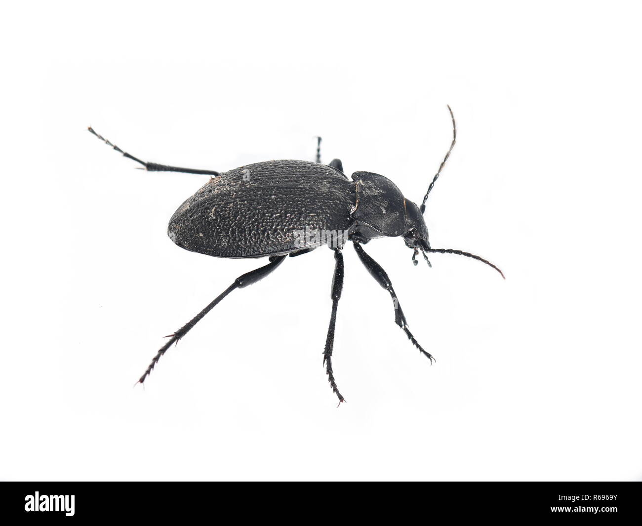 The big black leathery ground beetle Carabus coriaceus isolated on ...