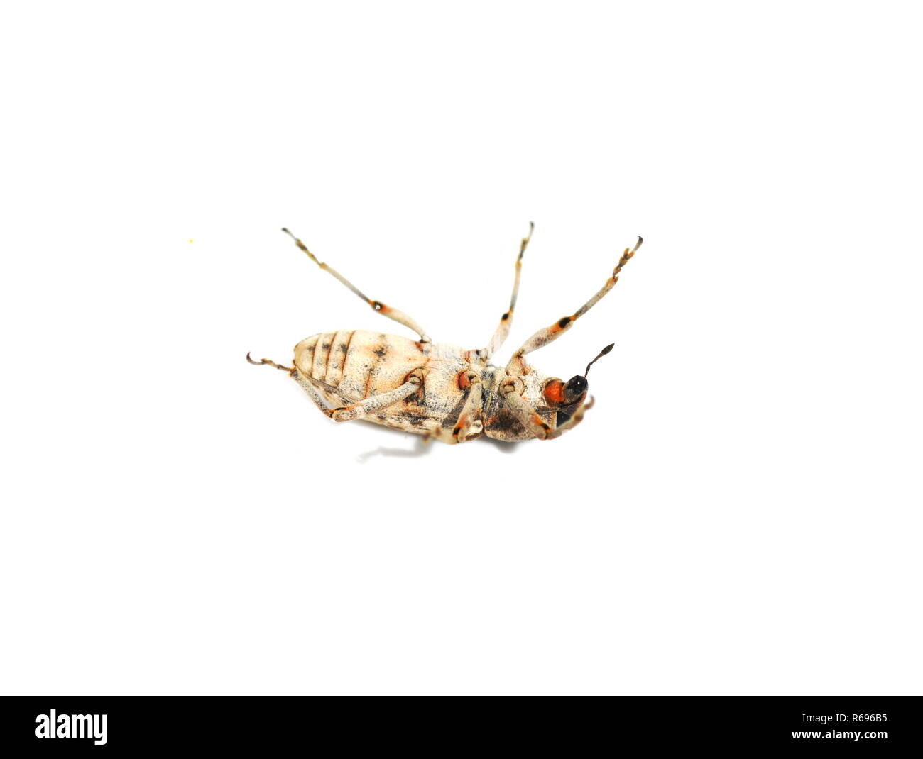 Dead weevil hi-res stock photography and images - Alamy