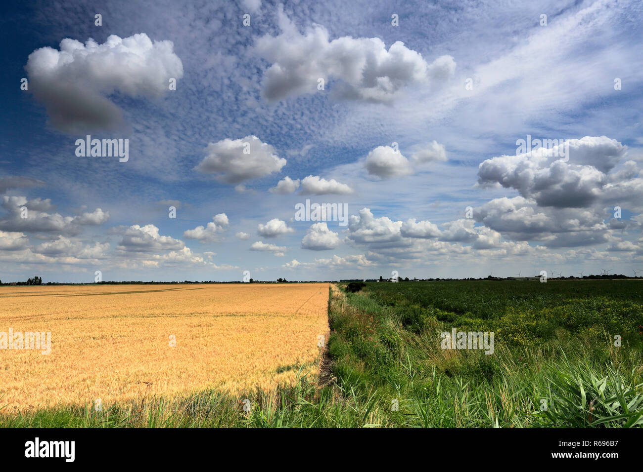 Crops in a Fenland field, Farcet Fen, Cambridgeshire; England; UK Stock ...