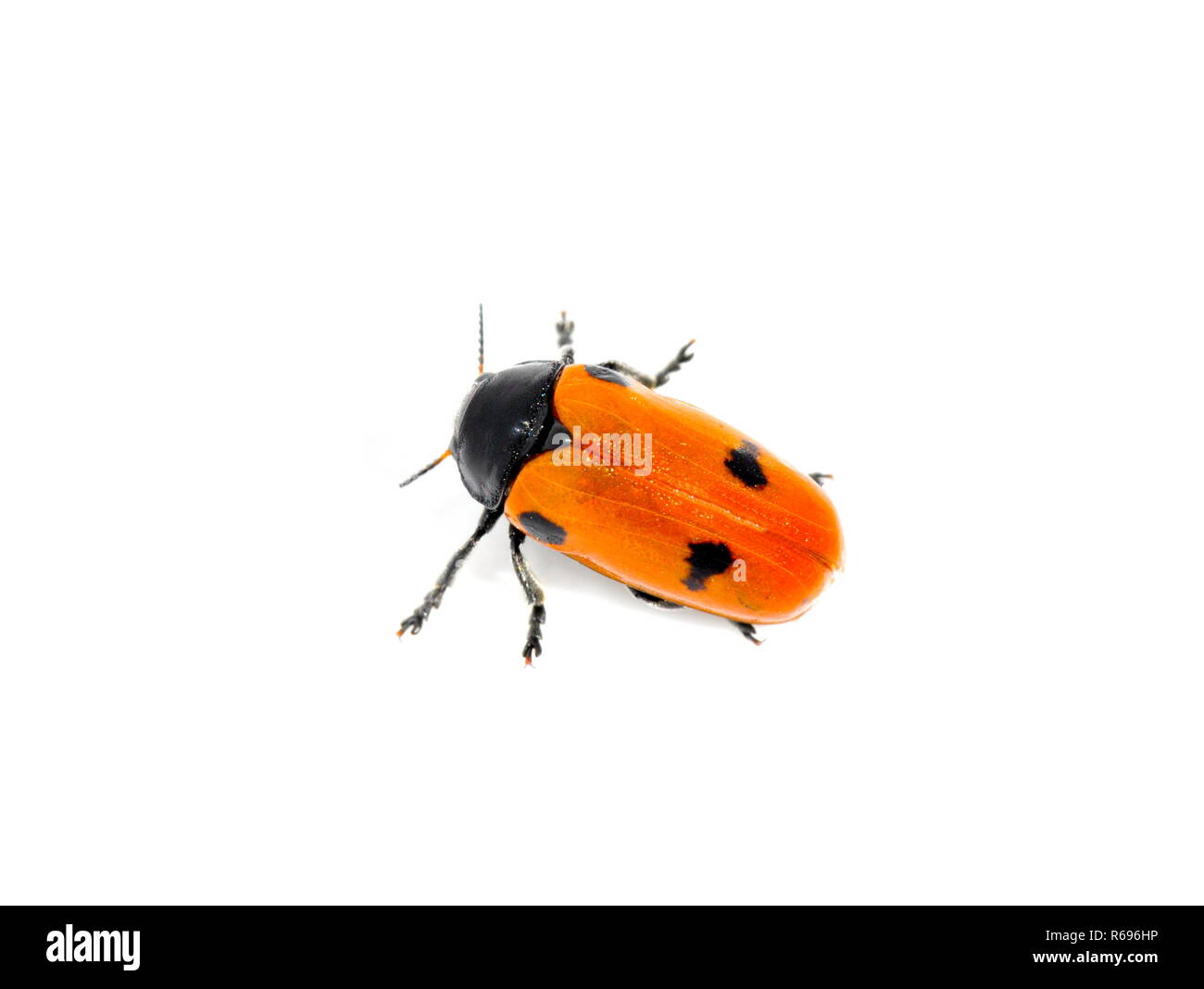 The leaf beetle Clytra quadripunctata on white background Stock Photo ...