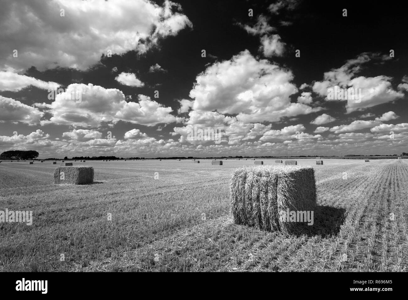 Square straw bales, Fenland field near March town, Cambridgeshire ...