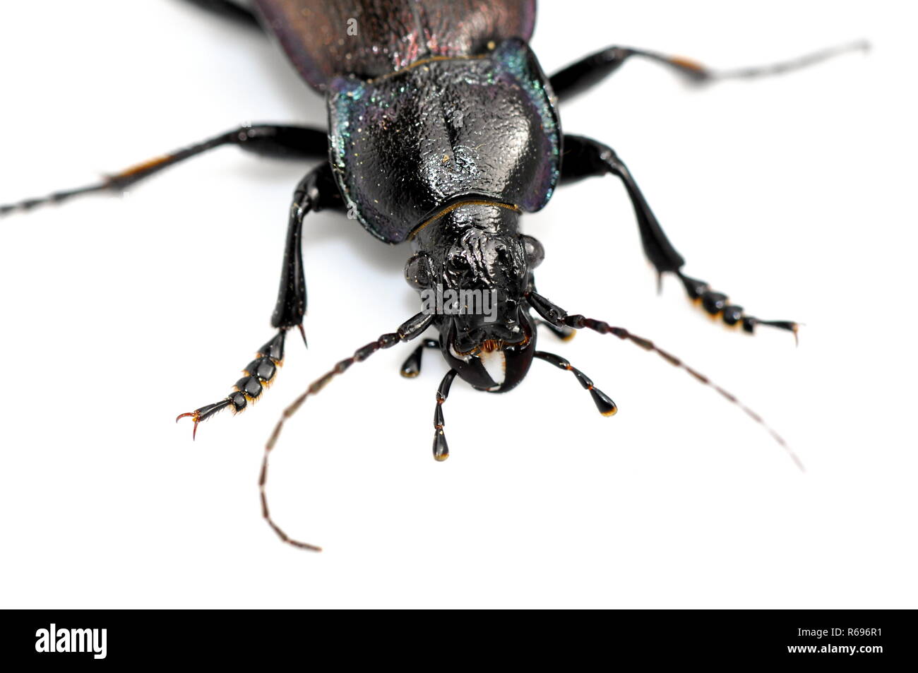 Closeup on the mandibles of a Carabus nemoralis predator ground beetle ...