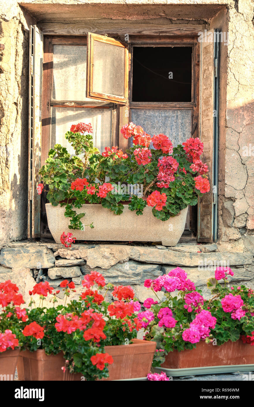 Geranium in jars put in front of a window of an old stone house Stock ...