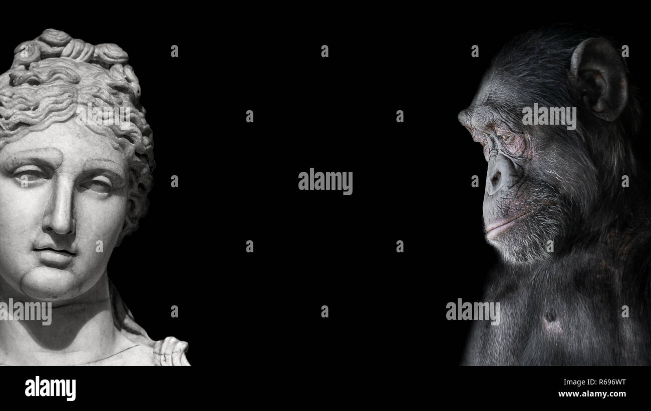Collage of two contrast portraits of Chimpanzee and beautiful Roman ...