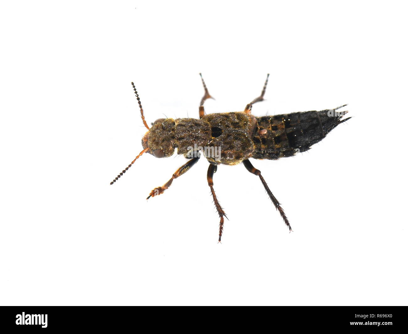 The large Rove Beetle Ontholestes tessellatus on white background Stock ...