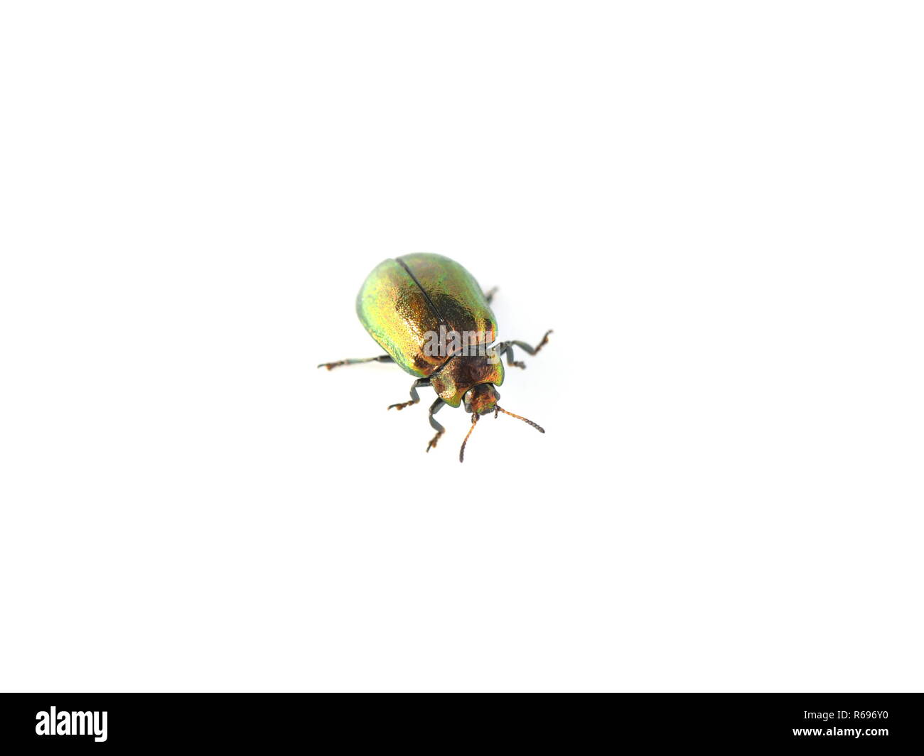The leaf beetle Plagiosterna aenea on white background Stock Photo - Alamy