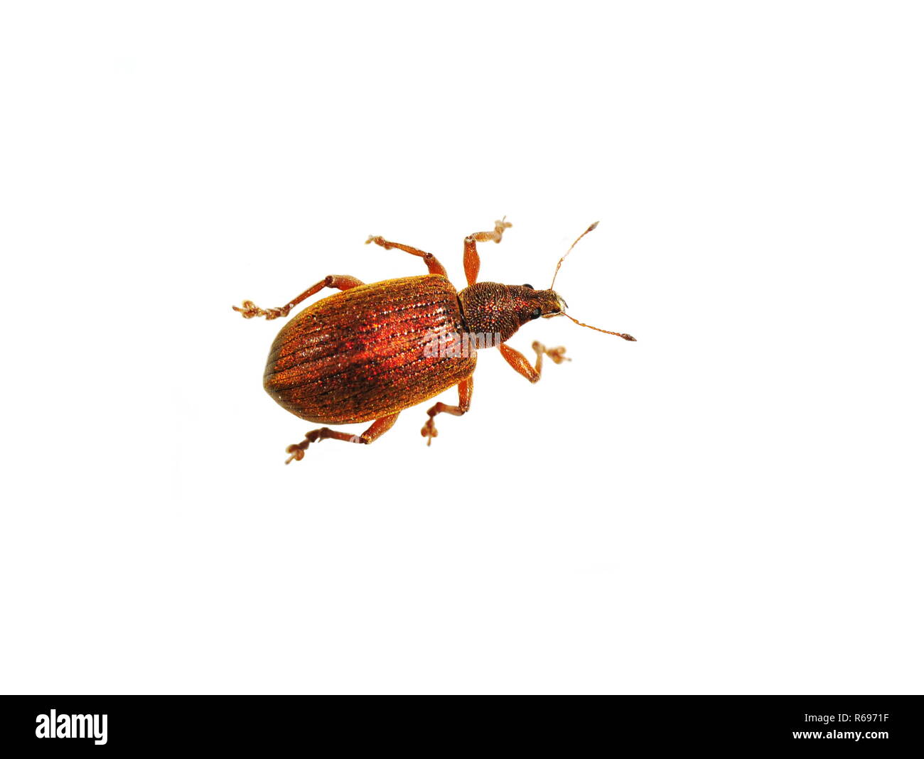 The Common Leaf Weevil Phyllobius pyri isolated on white background ...