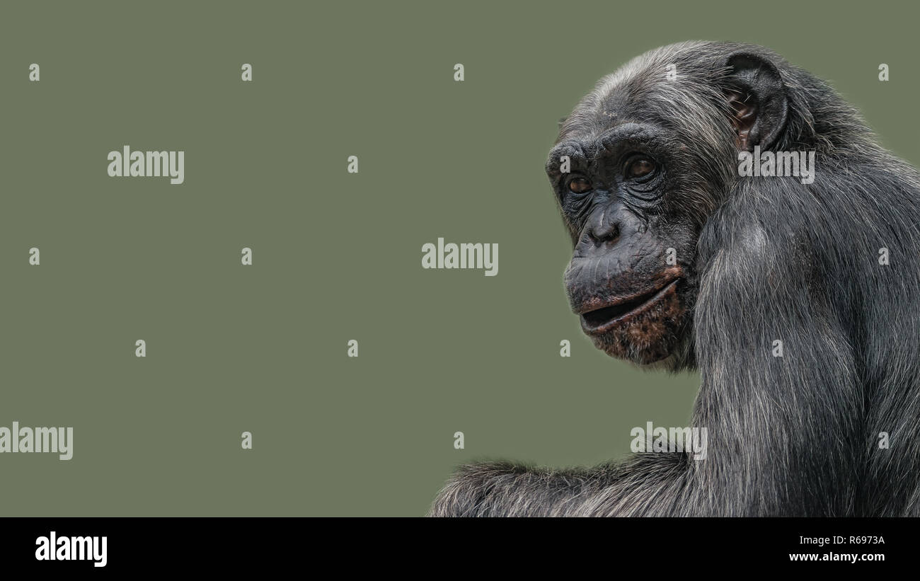Portrait of curious wondered Chimpanzee at smooth uniform background ...