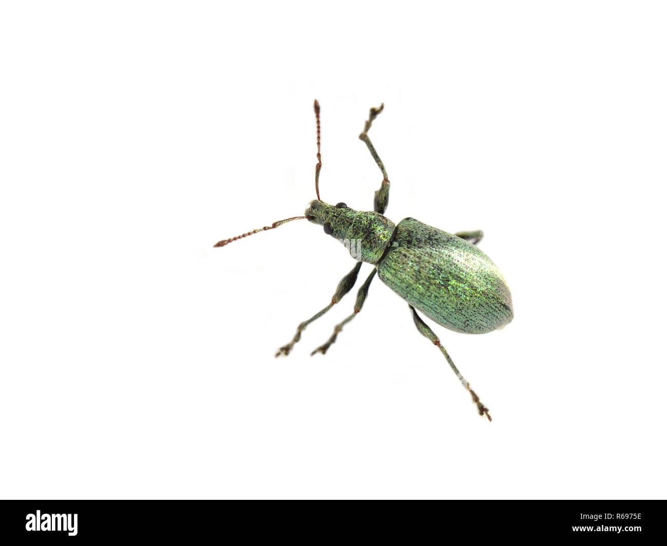 The metallic green weevil Polydrusus formosus isolated on white ...