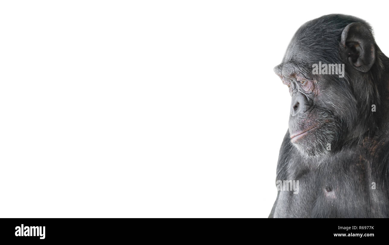 Portrait of curious Chimpanzee like asking a question, at white ...