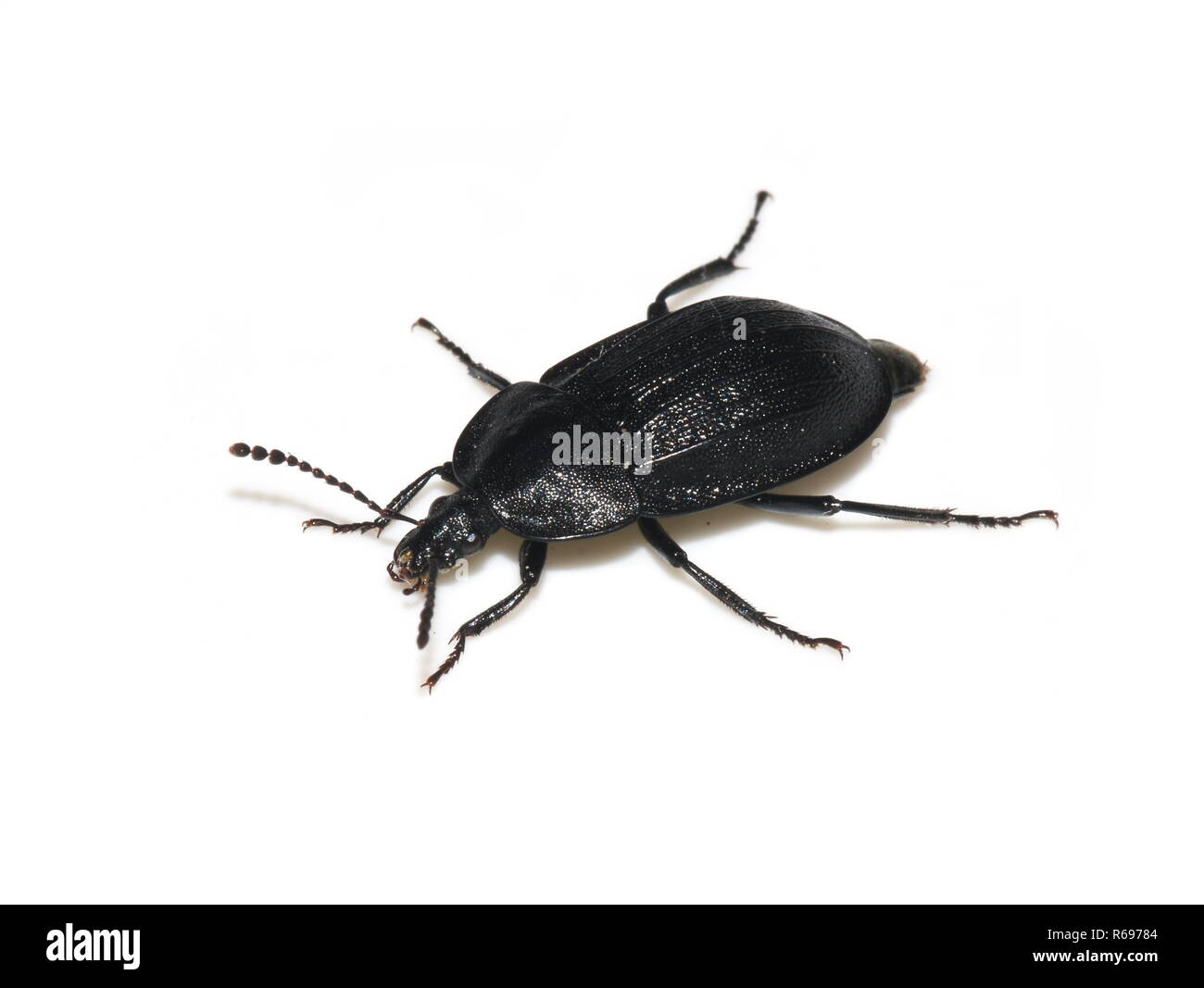 Black carrion beetle hi-res stock photography and images - Alamy