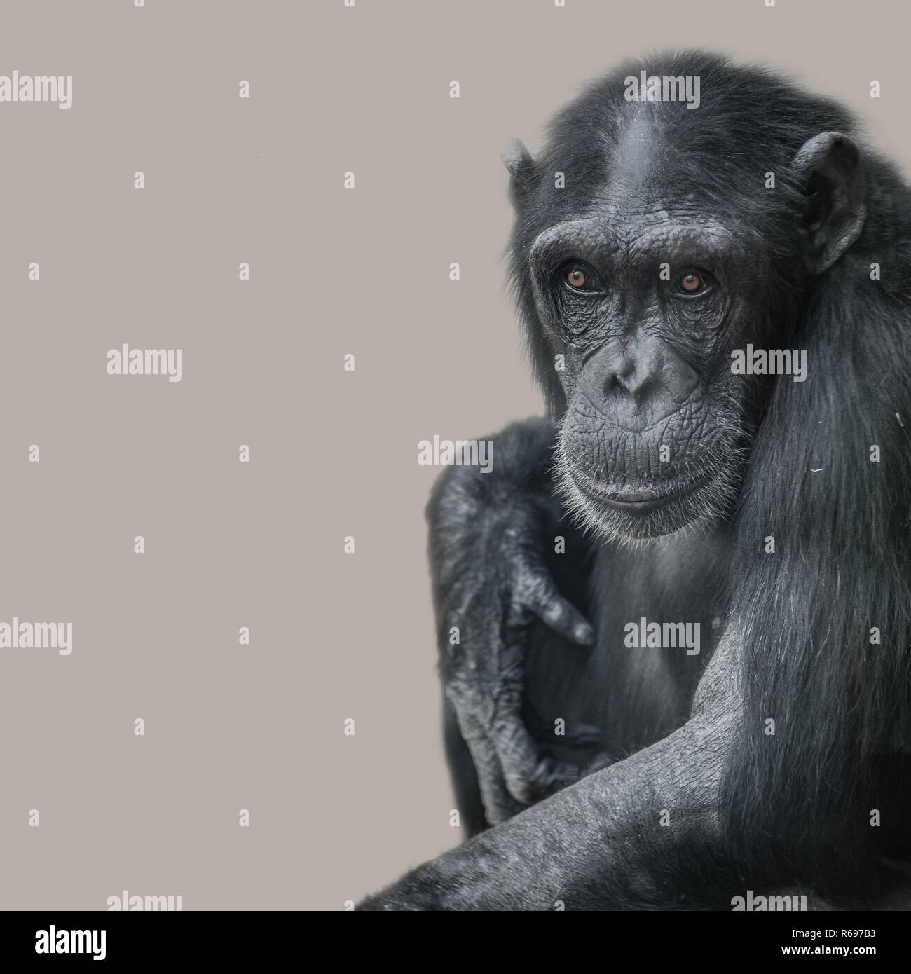 Portrait of funny Chimpanzee with a smugly smile, at smooth background ...