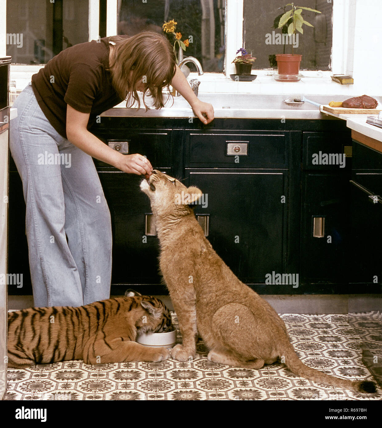 Hand reared lion cub hi-res stock photography and images - Alamy
