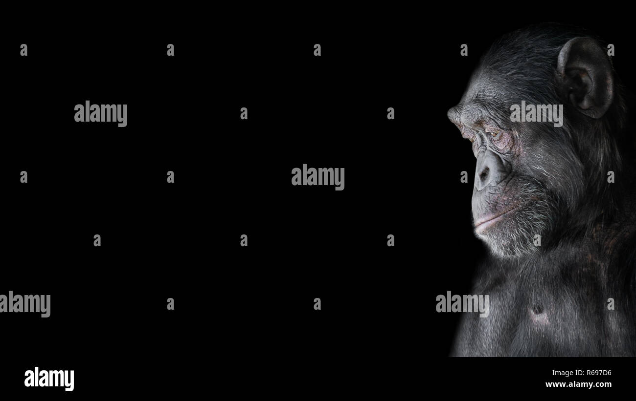 Portrait of curious Chimpanzee like asking a question, at black ...