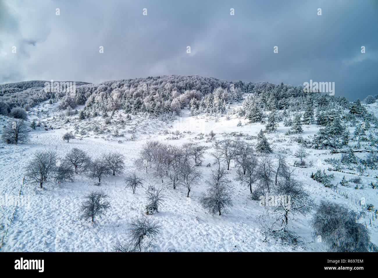 Aerial view of snowy forest in the area of Vermio in northern Greece ...