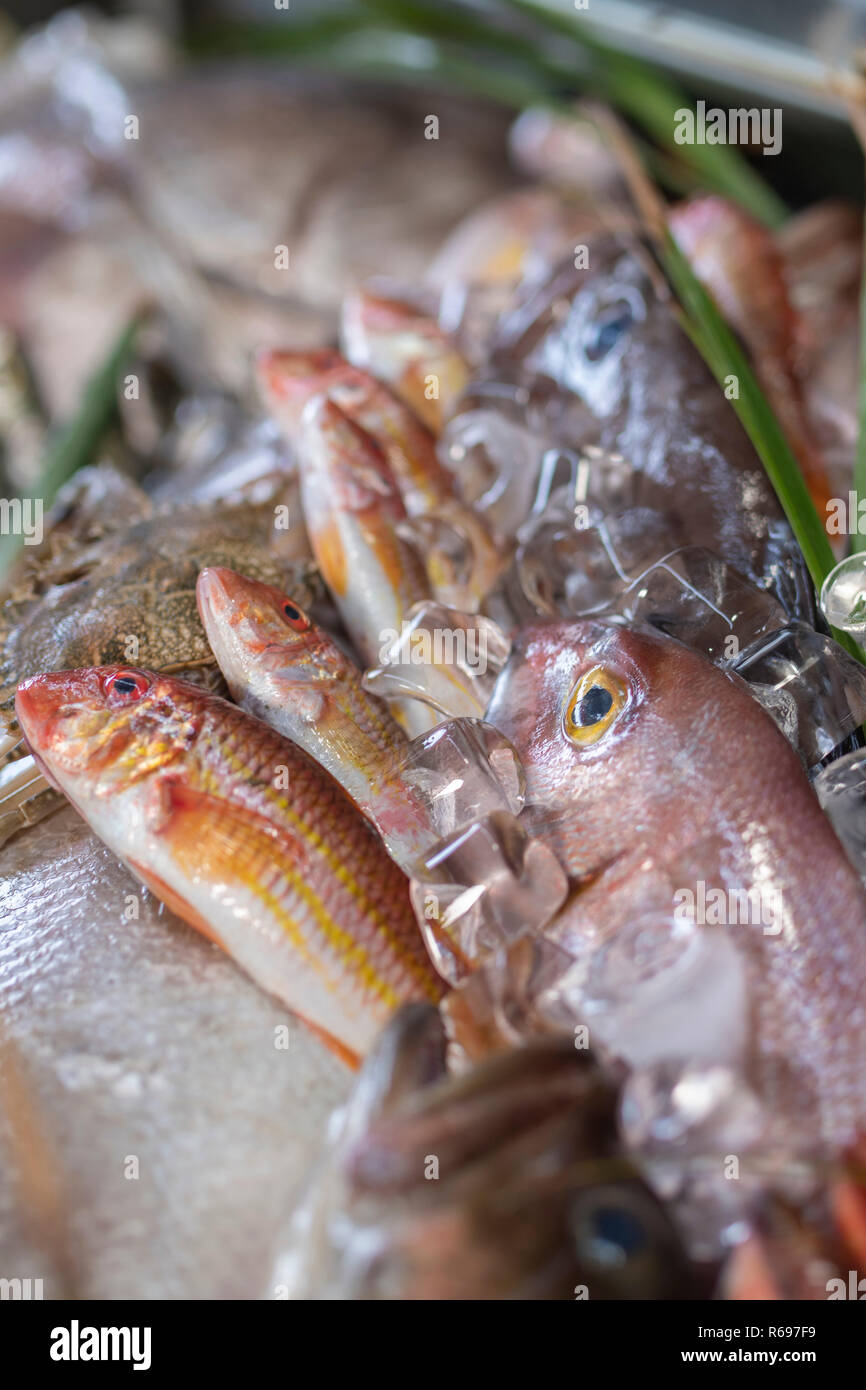 Lobster, octopus, red mullet, boops boops, sea bass, sea bream, white ...