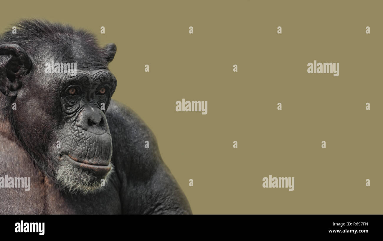 Portrait of curious wondered Chimpanzee at smooth uniform background ...