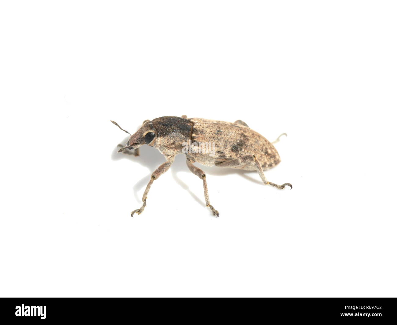 Sugar-beet weevil Conorrhyncus mendicus on white background Stock Photo ...