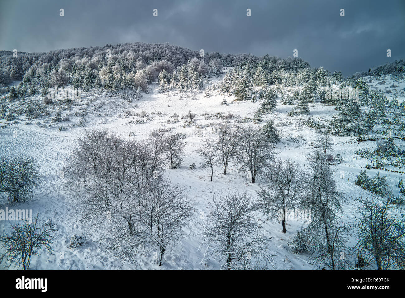 Aerial view of snowy forest in the area of Vermio in northern Greece ...