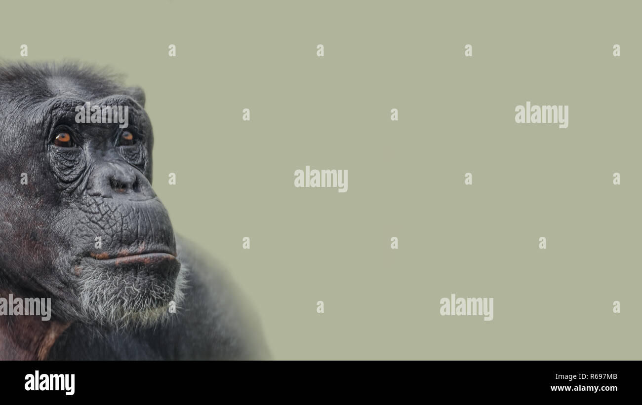 Portrait of serious Chimpanzee like asking a question, at smooth ...